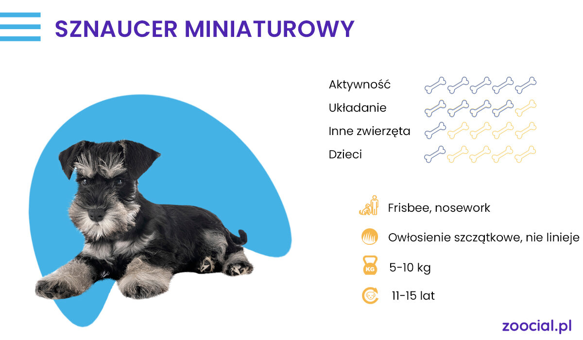 Sznaucer miniaturowy - wszystkie informacje i opis rasy - Zoocial.pl
